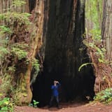 Miner's Ridge Trail, Clintonia Trail, and Gold Bluffs Beach Loop ...