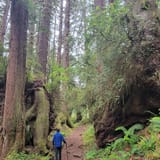 Miner's Ridge Trail, Clintonia Trail, and Gold Bluffs Beach Loop ...