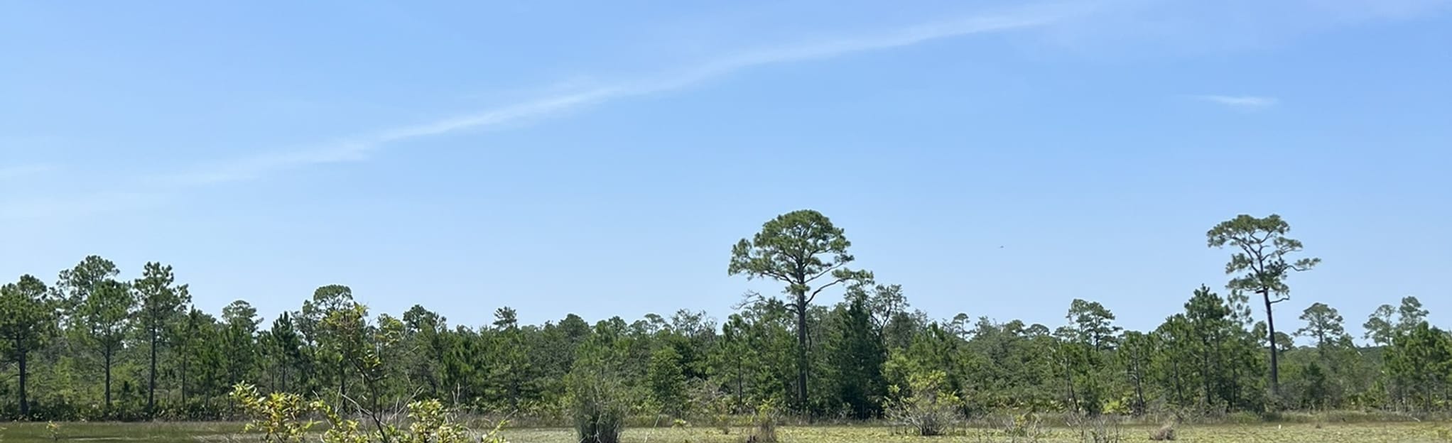 Centennial Trail, Alabama - 70 Reviews, Map | AllTrails