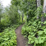 Bogus Basin Loop Trail, Idaho - 252 Reviews, Map | AllTrails