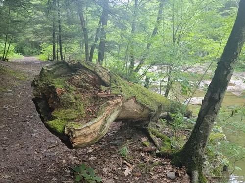 2023 Best Waterfall Trails in Spring Brook | AllTrails