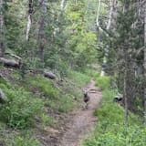 Whipple Trail, Utah - 297 Reviews, Map | AllTrails