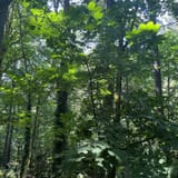 Puget Park Trail, Washington - 339 Reviews, Map | AllTrails