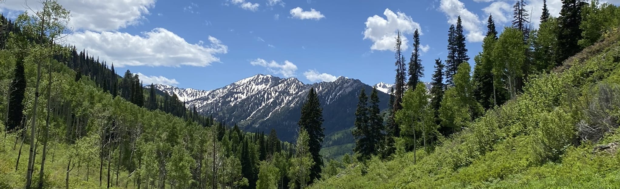 Scott's Bypass, Wasatch Crest and Mill D North Trail, Utah - 98 Reviews ...