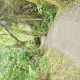 Miner's Ridge Trail, Clintonia Trail, and Gold Bluffs Beach Loop ...