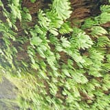 Miner's Ridge Trail, Clintonia Trail, and Gold Bluffs Beach Loop ...