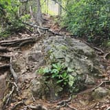 Compression Falls Trail, North Carolina - 349 Reviews, Map | AllTrails