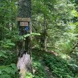 Augspurger Mountain Trail, Washington - 120 Reviews, Map | AllTrails