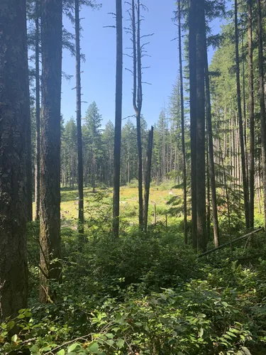 10 Best Off Road Driving Trails in Tahuya State Forest | AllTrails