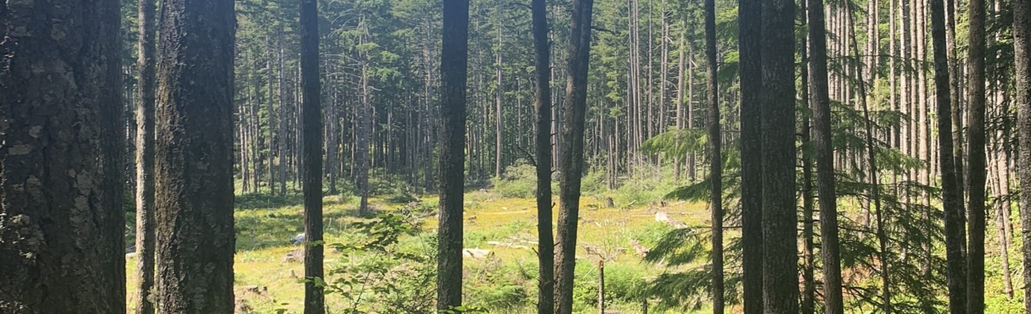Tahuya River OHV Trail, Washington - 11 Reviews, Map | AllTrails