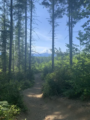 Best Moderate Trails in Tahuya State Forest | AllTrails