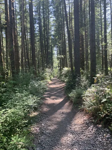 10 Best Off Road Driving Trails in Tahuya State Forest | AllTrails