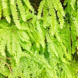 Miner's Ridge Trail, Clintonia Trail, and Gold Bluffs Beach Loop ...