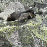 Gorman Lake Trail, British Columbia, Canada - 175 Reviews, Map | AllTrails