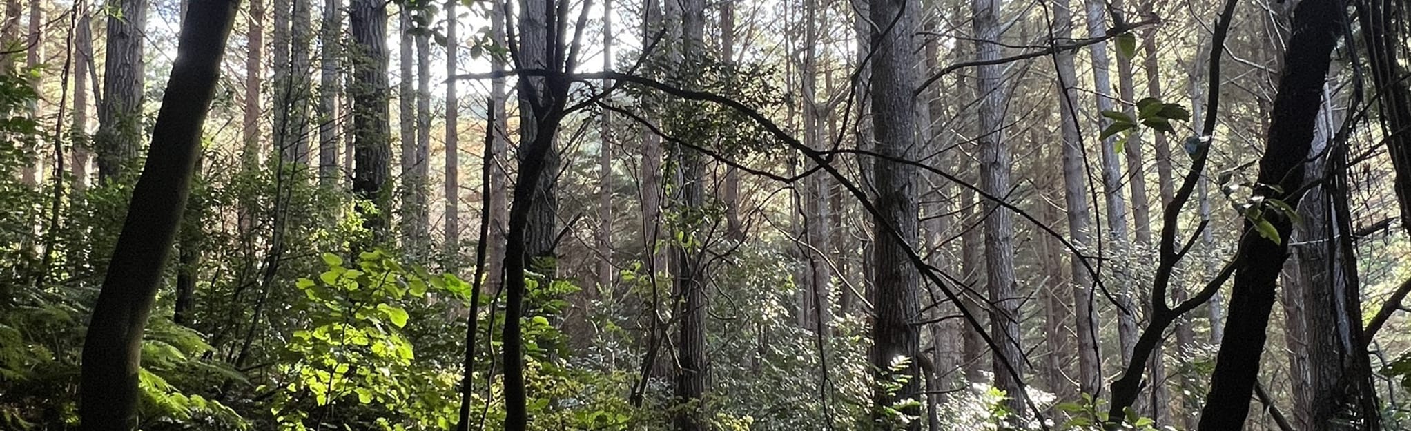 AllTrails | Otari to Karori Cemetery Route: 21 Reviews, Map ...