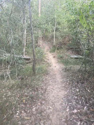 Best Forest Trails in Cordalba | AllTrails