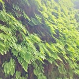 Miner's Ridge Trail, Clintonia Trail, and Gold Bluffs Beach Loop ...