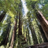 Rockefeller Loop Trail, California - 539 Reviews, Map | AllTrails