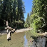 Rockefeller Loop Trail, California - 539 Reviews, Map | AllTrails