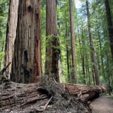 Rockefeller Loop Trail, California - 571 Reviews, Map | AllTrails
