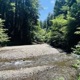 Rockefeller Loop Trail, California - 571 Reviews, Map | AllTrails