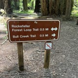 Rockefeller Loop Trail, California - 571 Reviews, Map | AllTrails