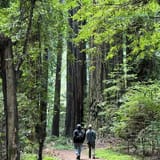 Rockefeller Loop Trail, California - 571 Reviews, Map | AllTrails