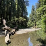Rockefeller Loop Trail, California - 571 Reviews, Map | AllTrails