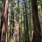 Rockefeller Loop Trail, California - 571 Reviews, Map | AllTrails