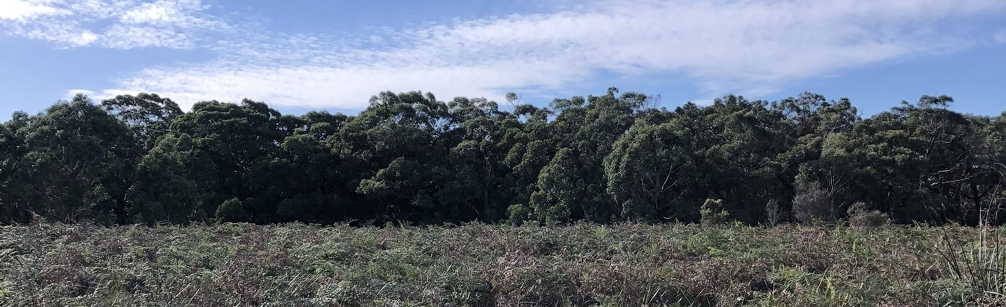 Greens Bush Loop via Two Bays Walking Track, Victoria, Australia - 71 ...