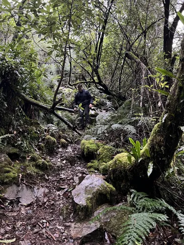 Best Hikes and Trails in Mathinna Falls Reserve | AllTrails
