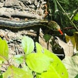 Martell Forest Loop, Indiana - 401 Reviews, Map | AllTrails