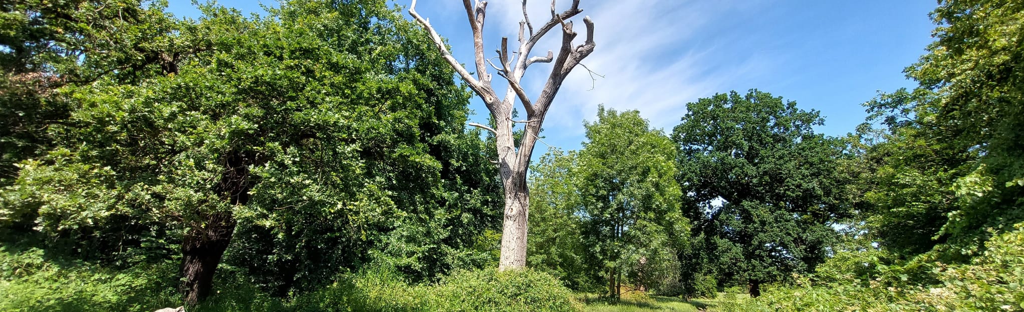 Tooting Bec Common Circular, London, England - 32 Reviews, Map | AllTrails