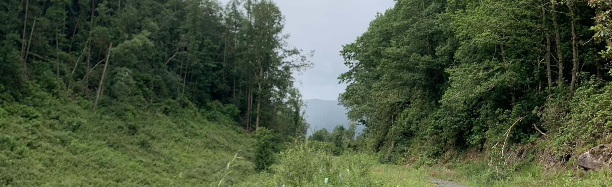 Bansha Wood | Coill an Bainshi, County Tipperary, Ireland - 51 Reviews ...