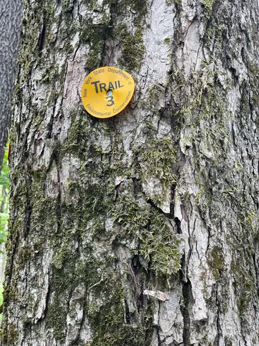 Best Hikes and Trails in Bear Swamp State Forest | AllTrails