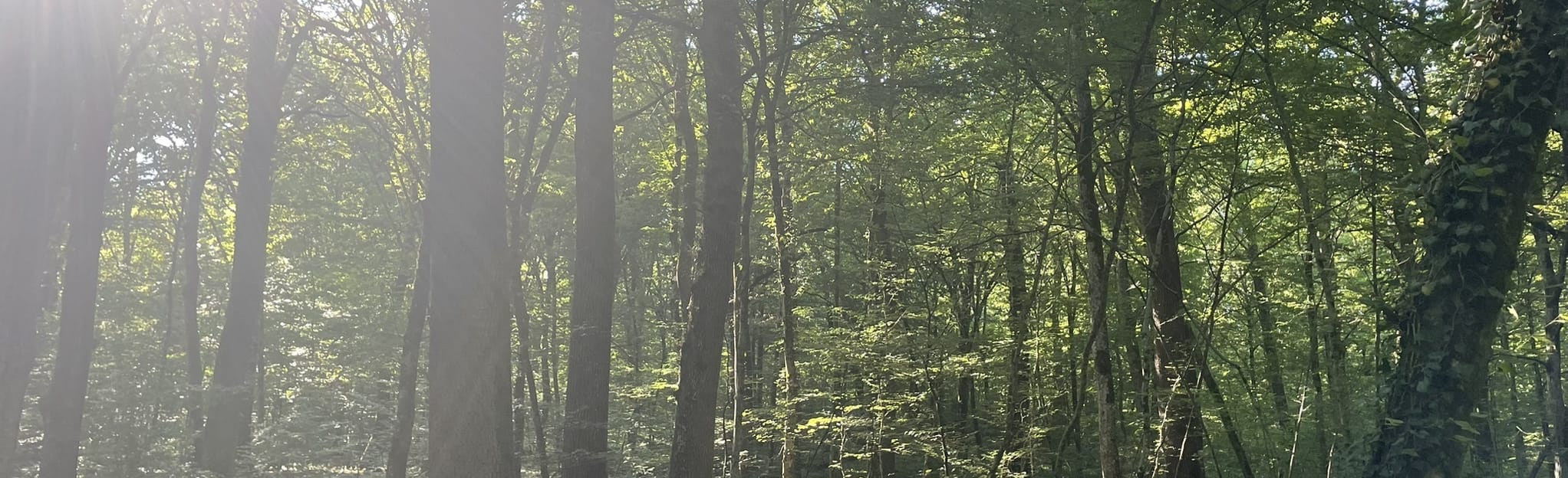 Olm - Koplescht: 6 Reviews, Map - Capellen, Luxembourg | AllTrails