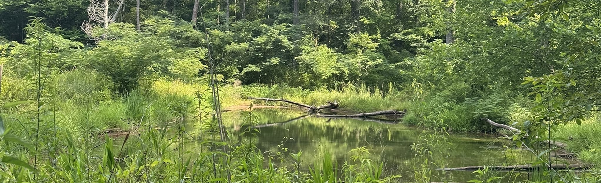 Ruffner Wetlands: 128 Reviews, Map - Alabama | AllTrails
