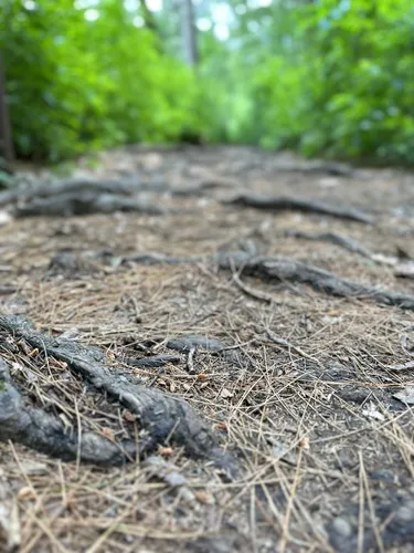 Best Hikes and Trails in Elm Bank Reservation | AllTrails