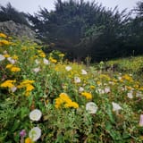 Ragged Point Inn Trail, California - 166 Reviews, Map | AllTrails