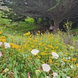 Ragged Point Inn Trail, California - 166 Reviews, Map | AllTrails