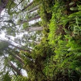 Miner's Ridge Trail, Clintonia Trail, and Gold Bluffs Beach Loop ...