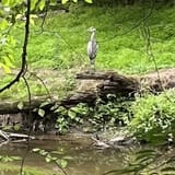 Struble Trail, Pennsylvania - 1,032 Reviews, Map | AllTrails