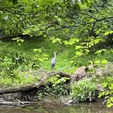 Struble Trail, Pennsylvania - 1,032 Reviews, Map | AllTrails