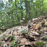 Kennedy Peak Loop, Virginia - 540 Reviews, Map | AllTrails
