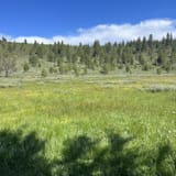 Sagehen Creek Loop, California - 852 Reviews, Map | AllTrails