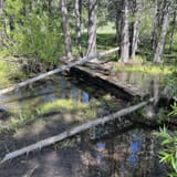Sagehen Creek Loop, California - 852 Reviews, Map | AllTrails