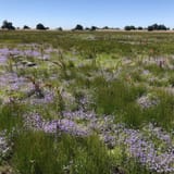 Vernal Pool Trail and Transpreserve Trail Loop, California - 339 ...