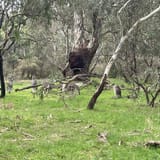 Gresswell Forest Loop, Victoria, Australia - 309 Reviews, Map | AllTrails