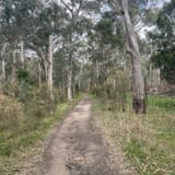 Gresswell Forest Loop, Victoria, Australia - 309 Reviews, Map | AllTrails