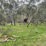 Gresswell Forest Loop, Victoria, Australia - 309 Reviews, Map | AllTrails